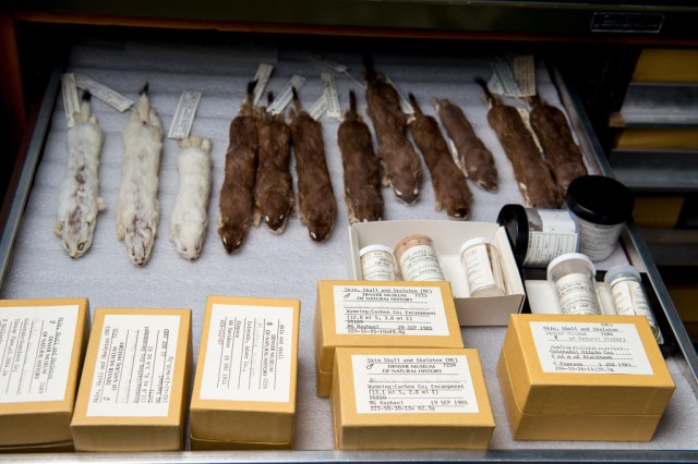 Tracking the Ermine | Crittering