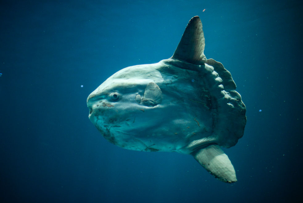 Ocean Sunfish | Crittering