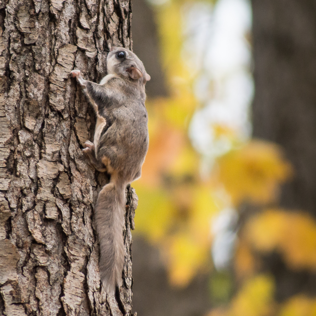 Five Reasons to Appreciate Squirrels in Colorado | Crittering